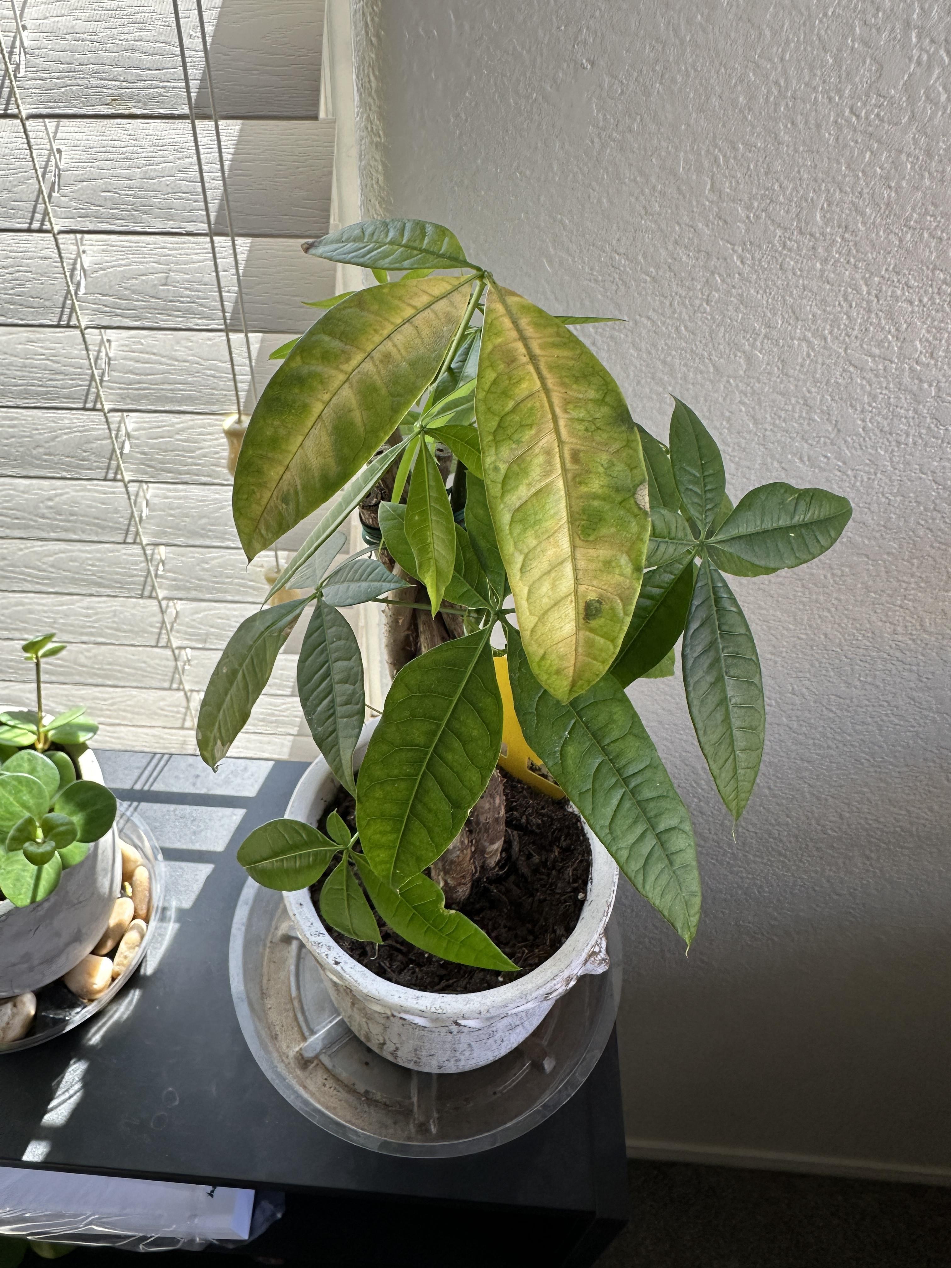 Money Tree Leaves Turning Yellow And Falling Off Tree - Infoupdate.org